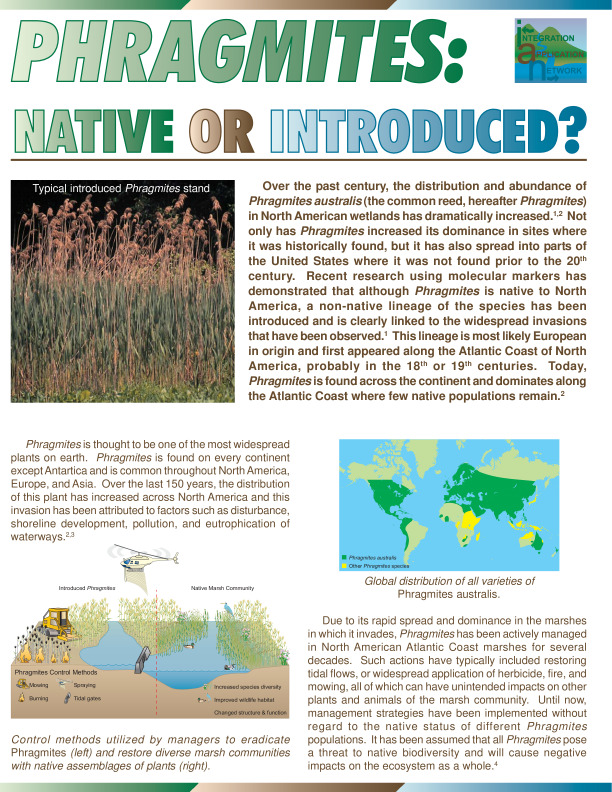 Phragmites: Native or Introduced | Publications | Integration and ...