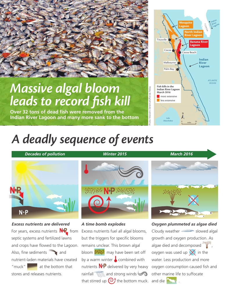 Massive Algal Bloom Leads to Record Fish Kill | Publications ...