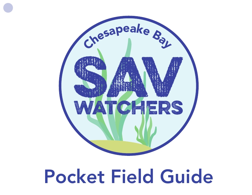Chesapeake Bay SAV Watchers - Pocket Field Guide (Online viewing ...