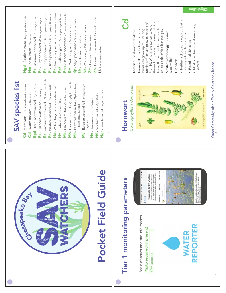 Chesapeake Bay SAV Watchers - Pocket Field Guide (Printing version ...