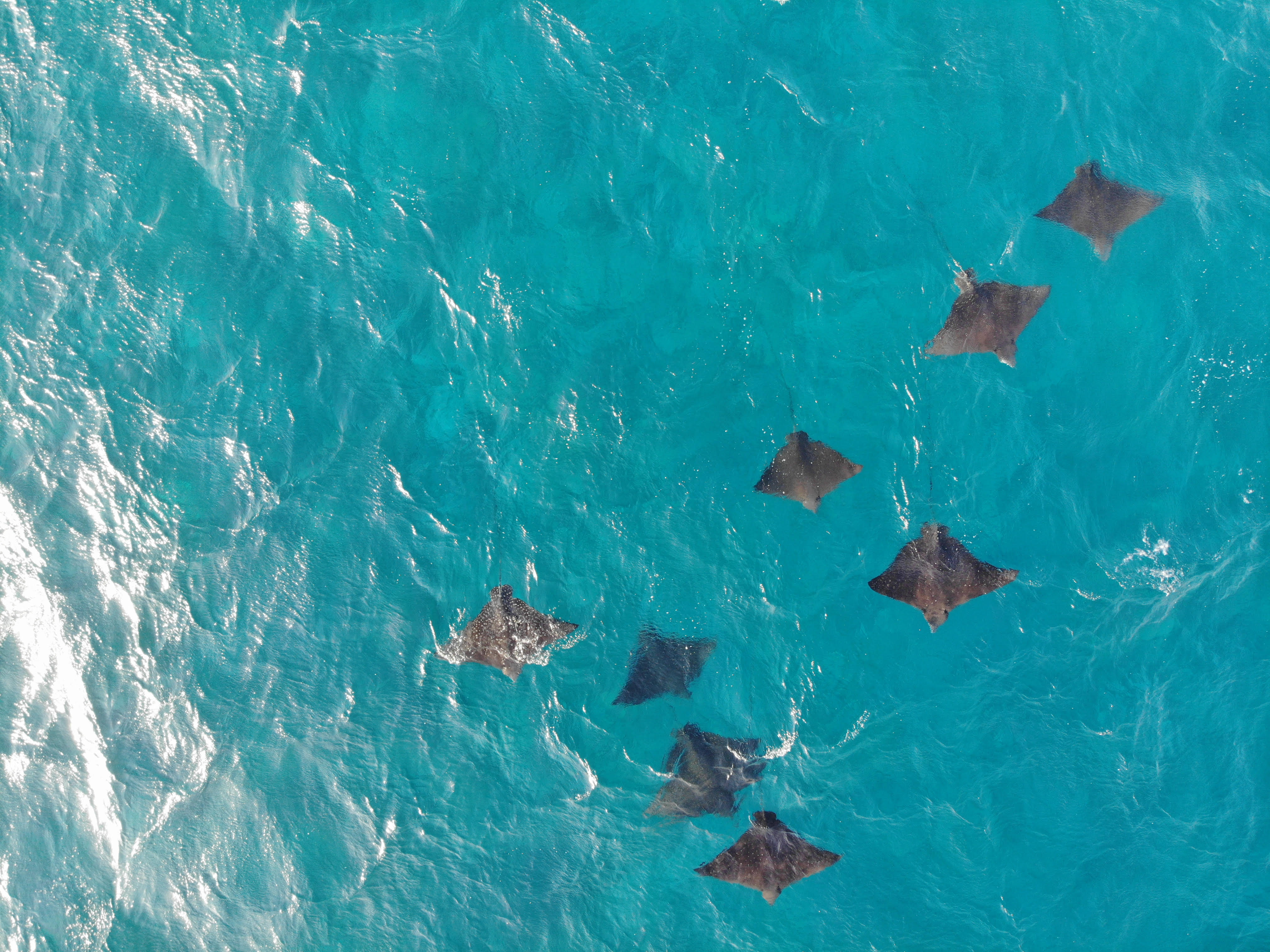 Darwin Harbour Report Card | Projects | Integration and Application Network