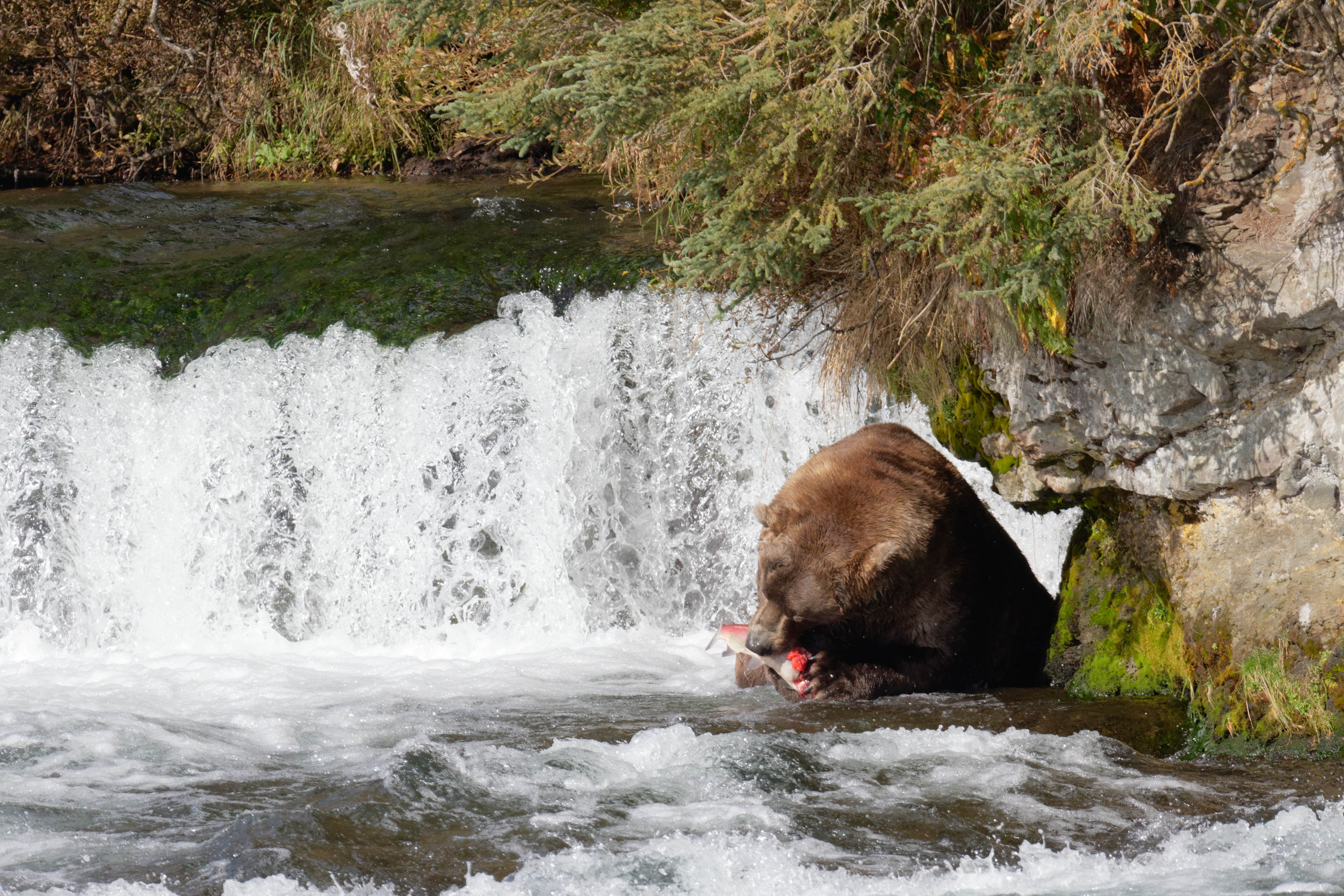 The Bears are Fattening, the Frogs are Freezing | Blog | Integration ...